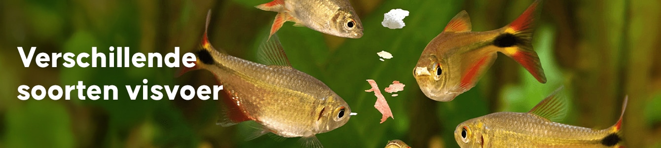 Vissenvoer, het beste voer voor je aquarium - Pets Place